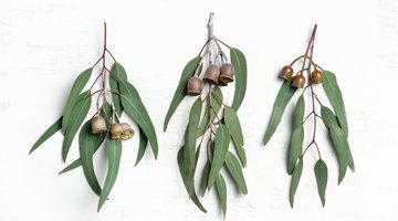 Cooking with native Australian ingredients - A blog by Monash FODMAP ...